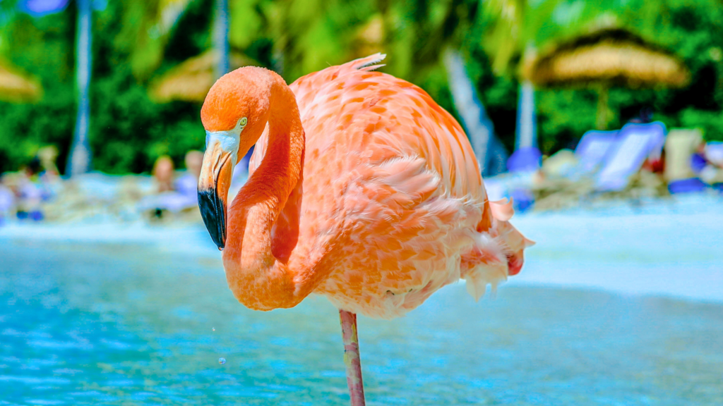 Dutch Caribbean Singles Cruise - Singles Travel International